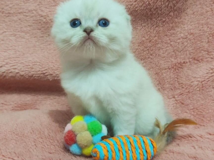 Шотландские котята