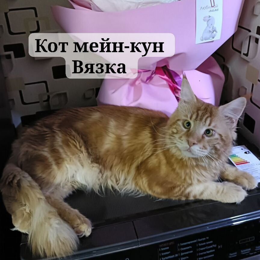 Мейн-кун, взрослый кот