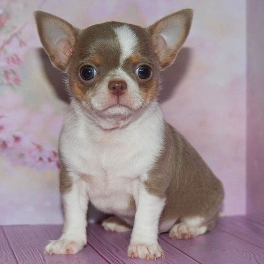 Чихуахуа щеночек