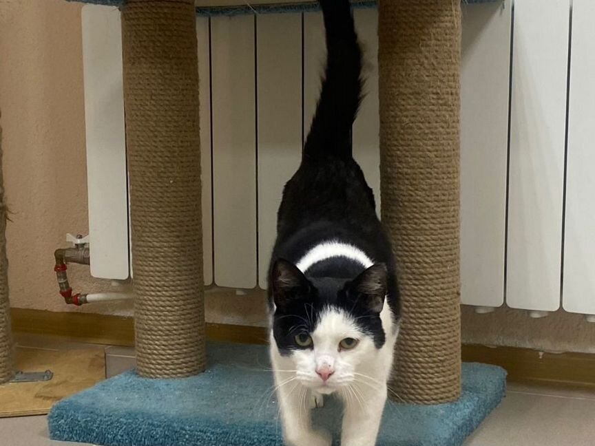 Котик дёма в добрые руки
