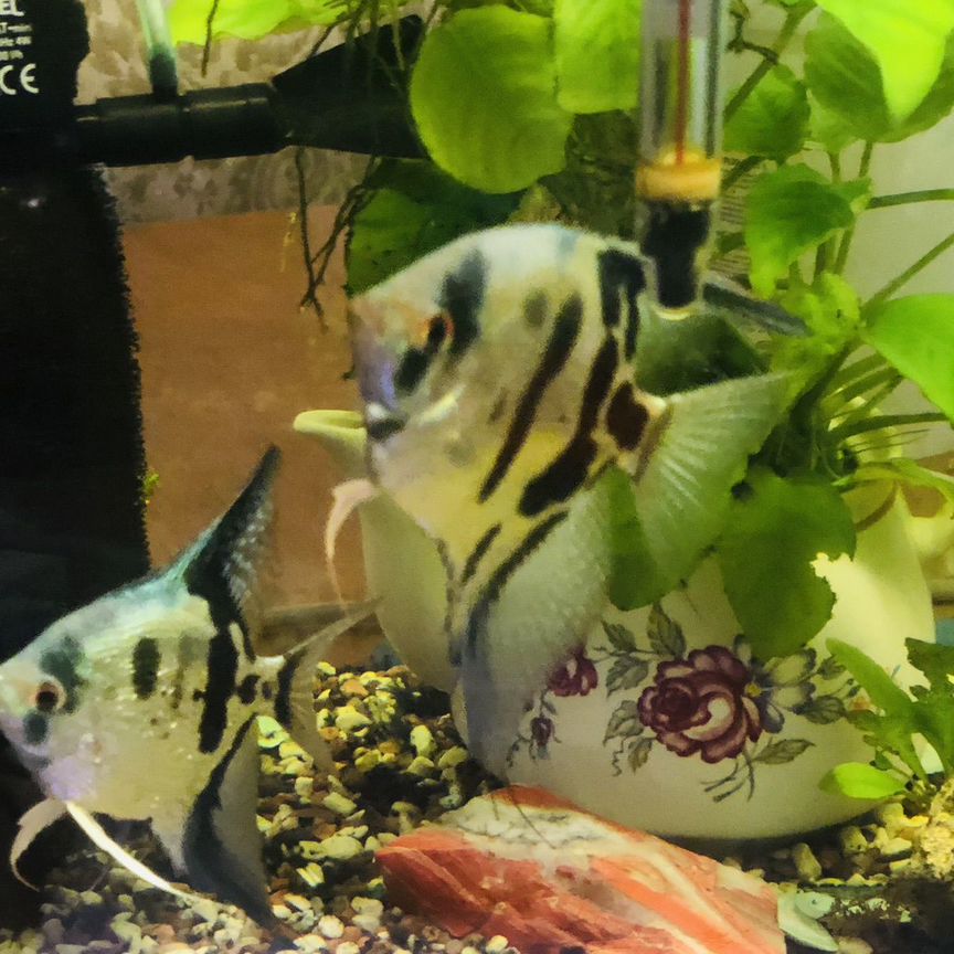 Рыбки скалярии и голубые попугаи