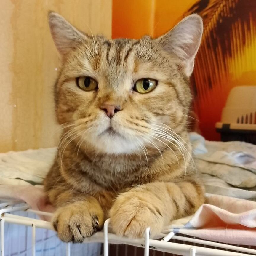 Британская короткошёрстная, взрослая кошка