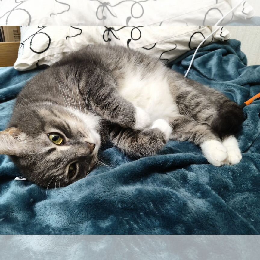 Сибирская, взрослая кошка