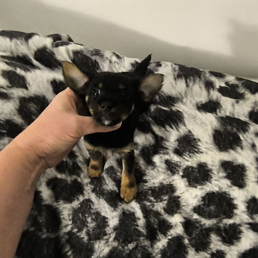 Чихуахуа, щенок