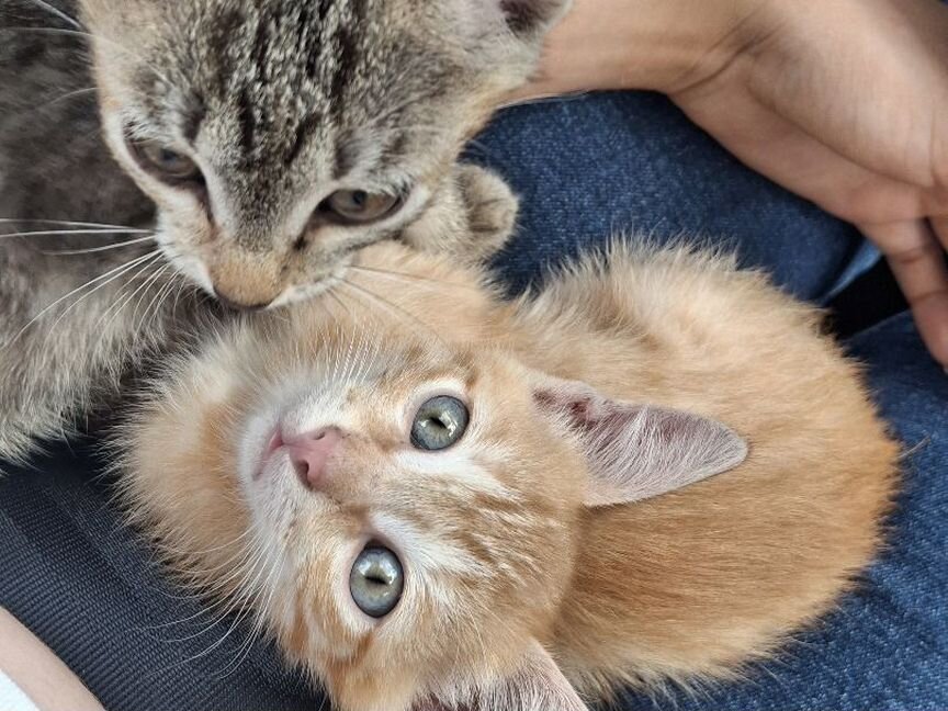 Котята в добрые руки мальчики рыжие, девочка серая