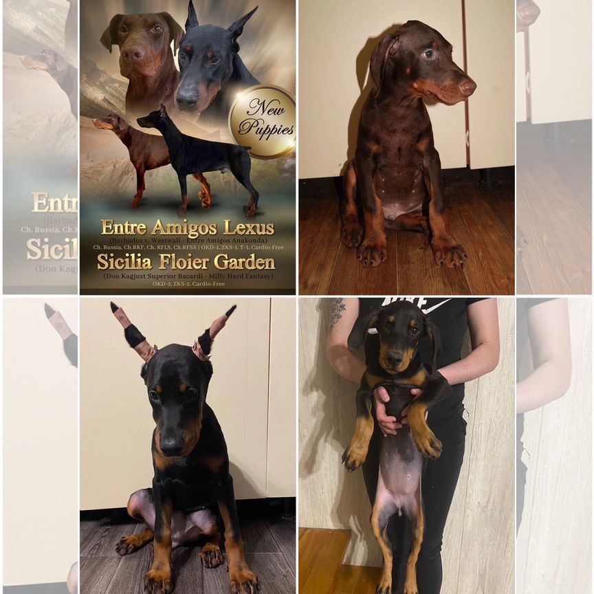 Доберманчики с док р к ф