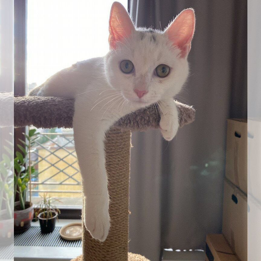 Котёнок Пломбирчик с белоснежной мягкой шубкой