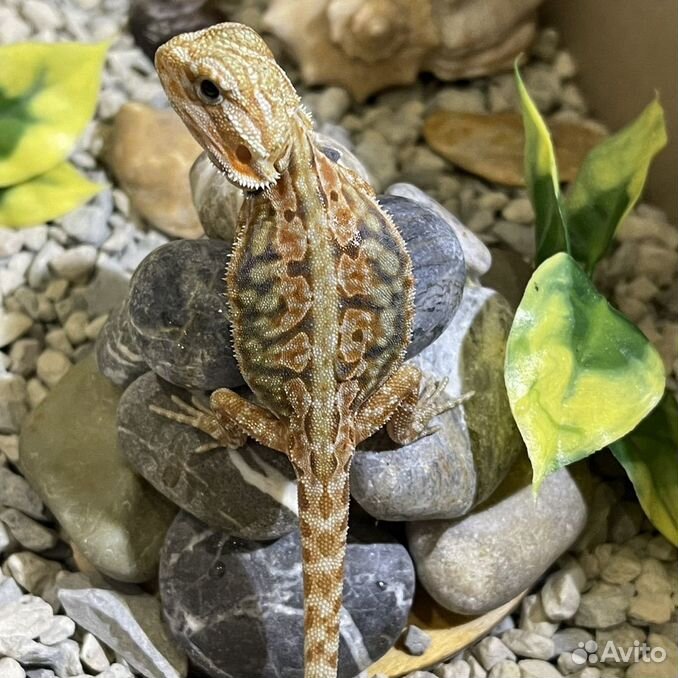 Бородатая агама малыши