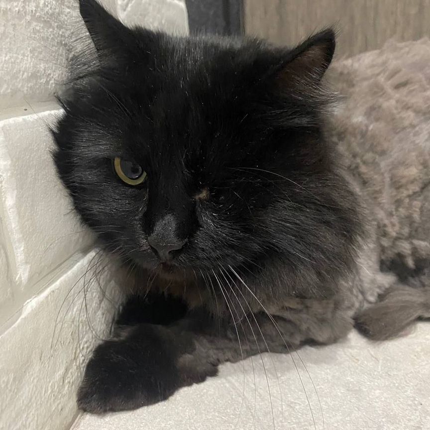 Кот котик пушистик очень нужен дом