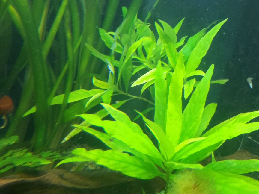 Аквариумные рыбки и растения