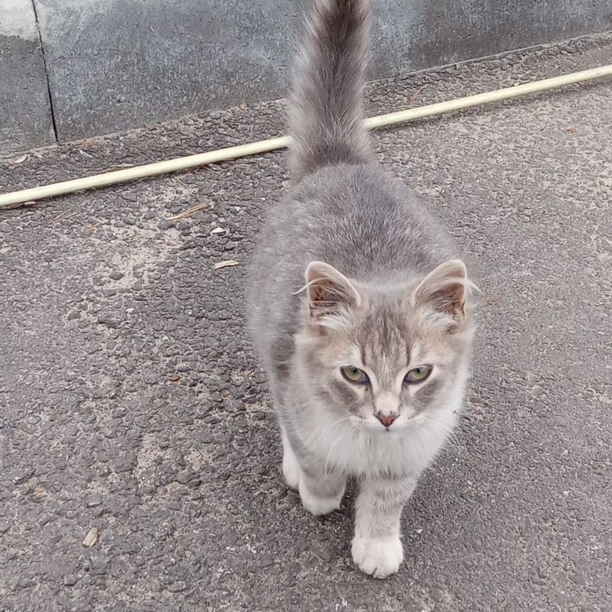 Котенок кошечка в добрые руки