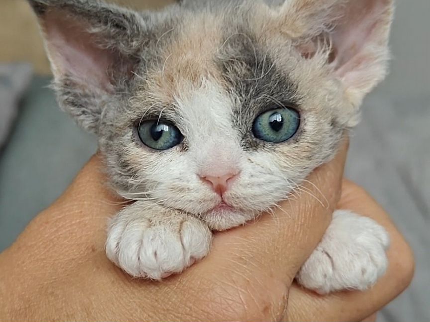 Невероятной красоты малышка Дива