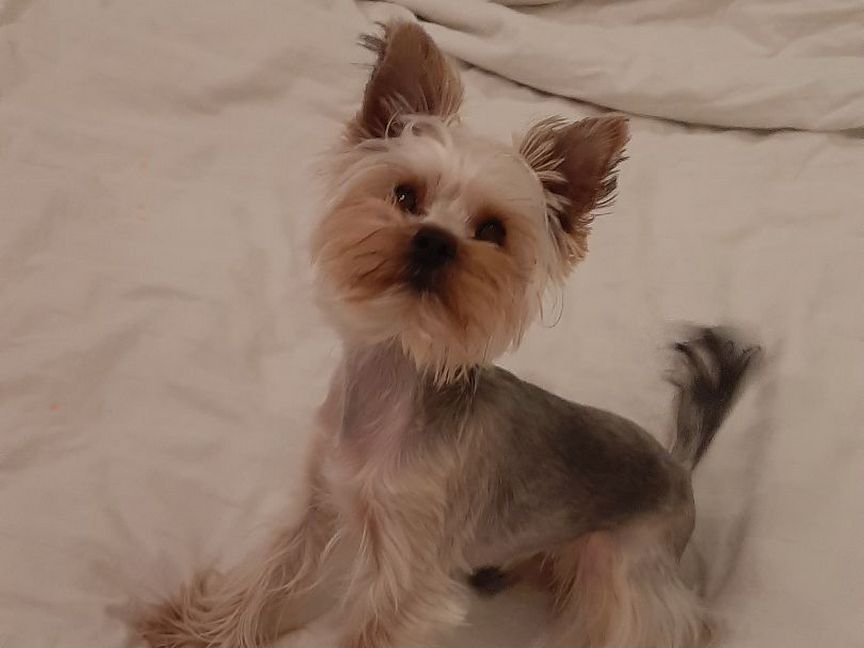 Йоркширский терьер вязка мальчик