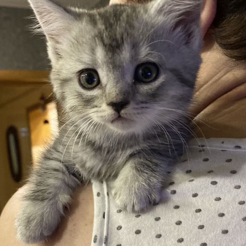 Шотландский котенок