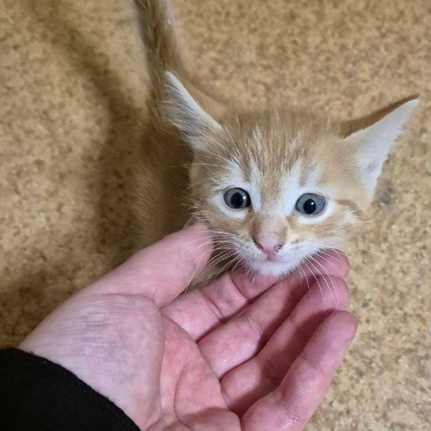 Отдам котенка в добрые руки