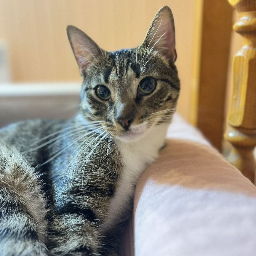 Пуговичка в добрые ручки