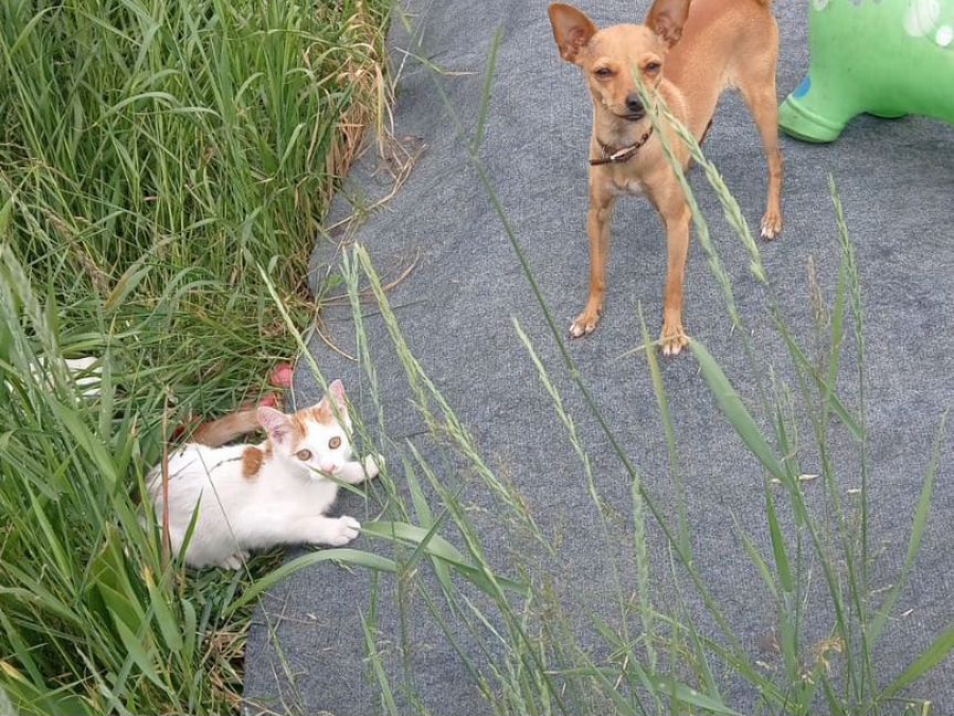 Ищем жениха той терьер