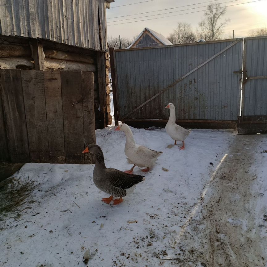 Семья гусей, гусак и гусыни