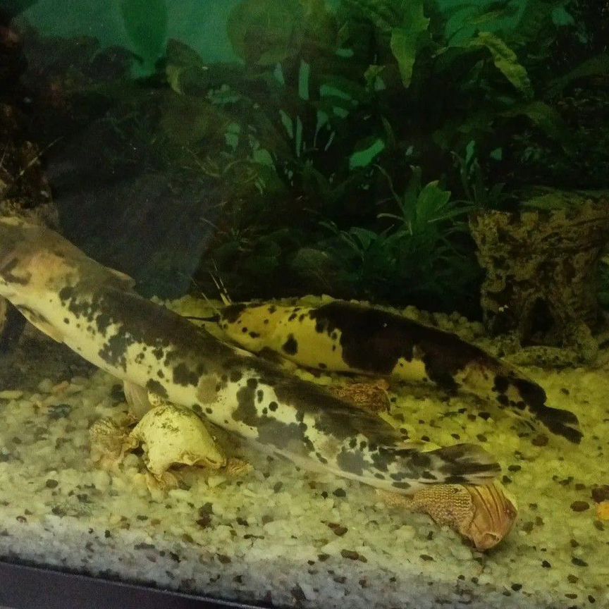 Сом клариус