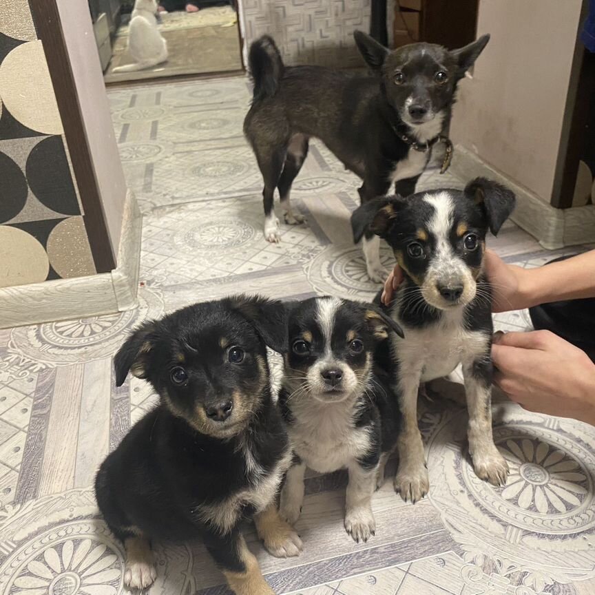 Отдам щенка в добрые руки татарка