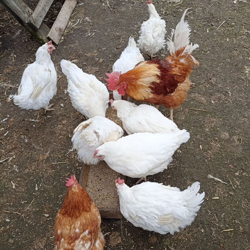 Куры и петух