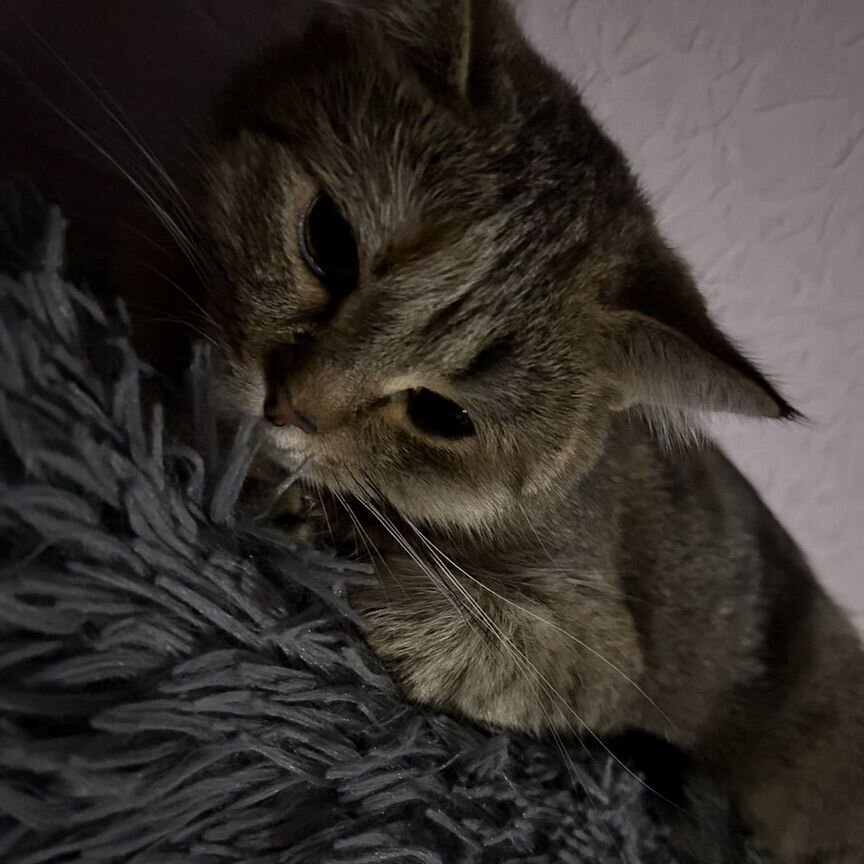 Кошка буська