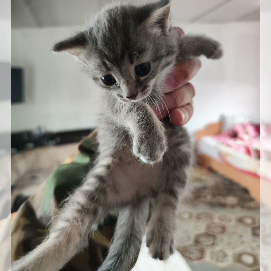 Котёнок в добрые руки