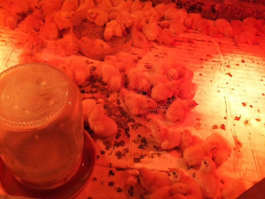 Перепела Техасцы