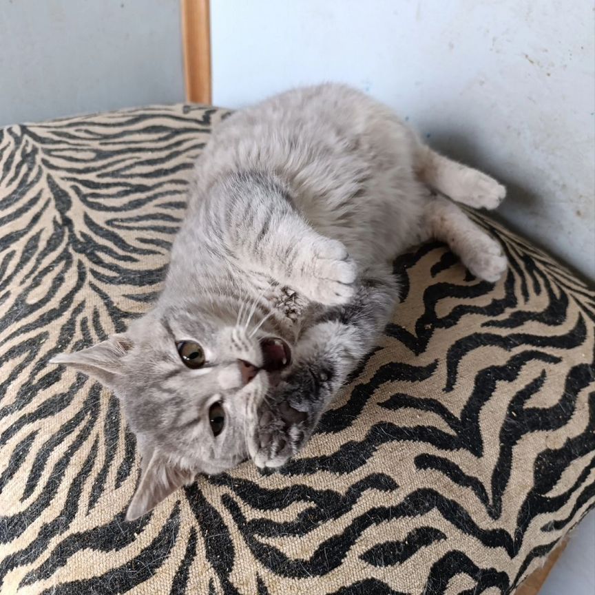 Котик в добрые руки