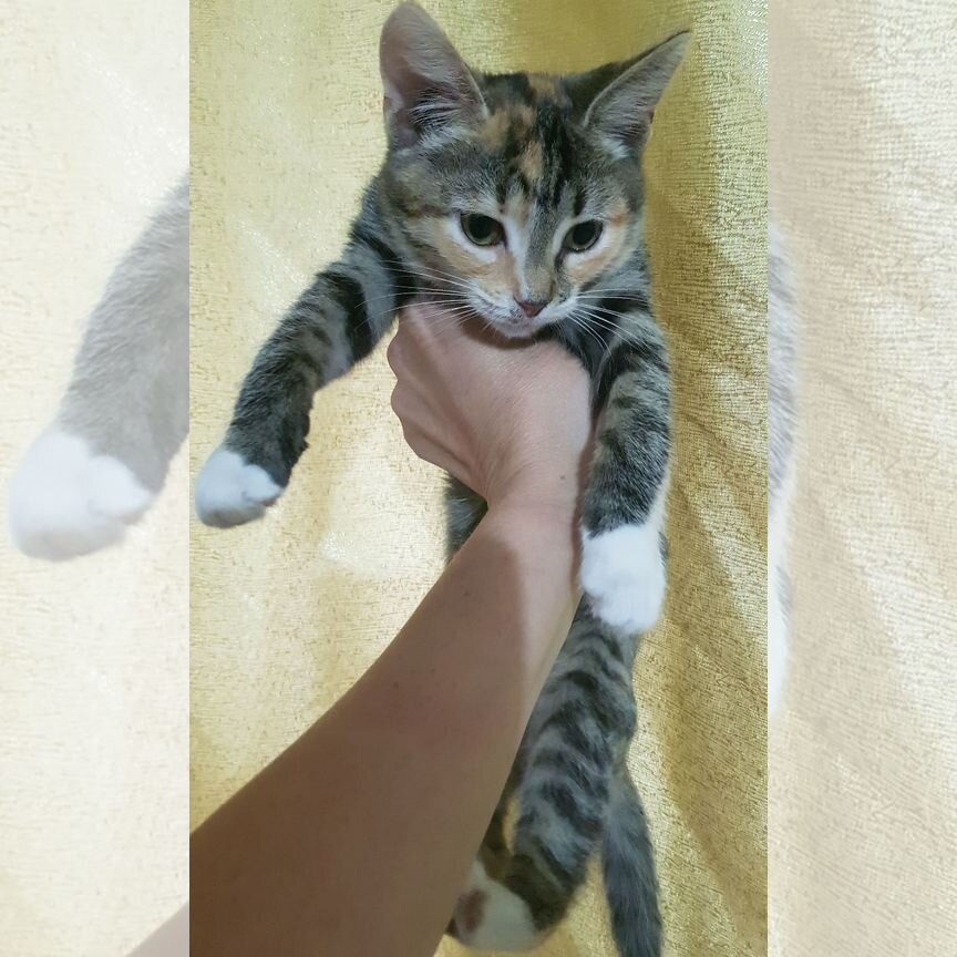 Кошечка ищет дом Минеральные воды.возраст 3 мес