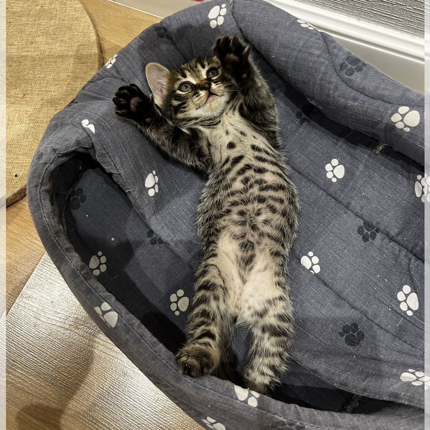 Британский короткошёрстный котёнок