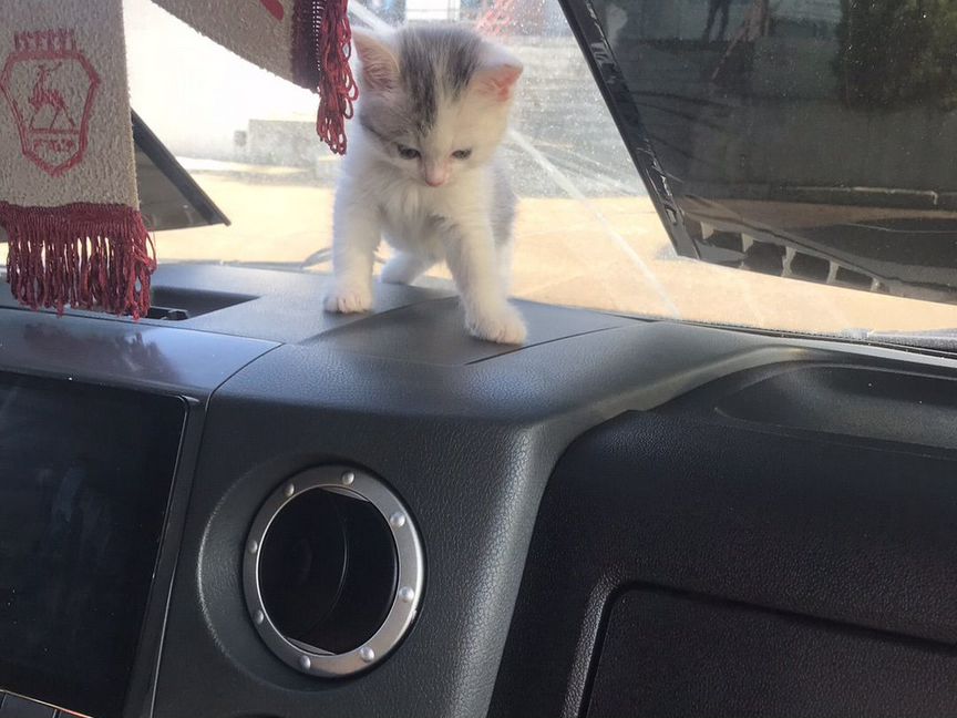 Котенок в добрые руки