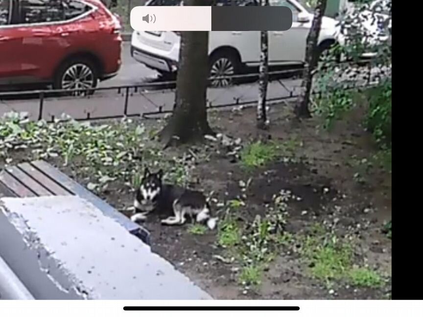 Найдена собака хаски