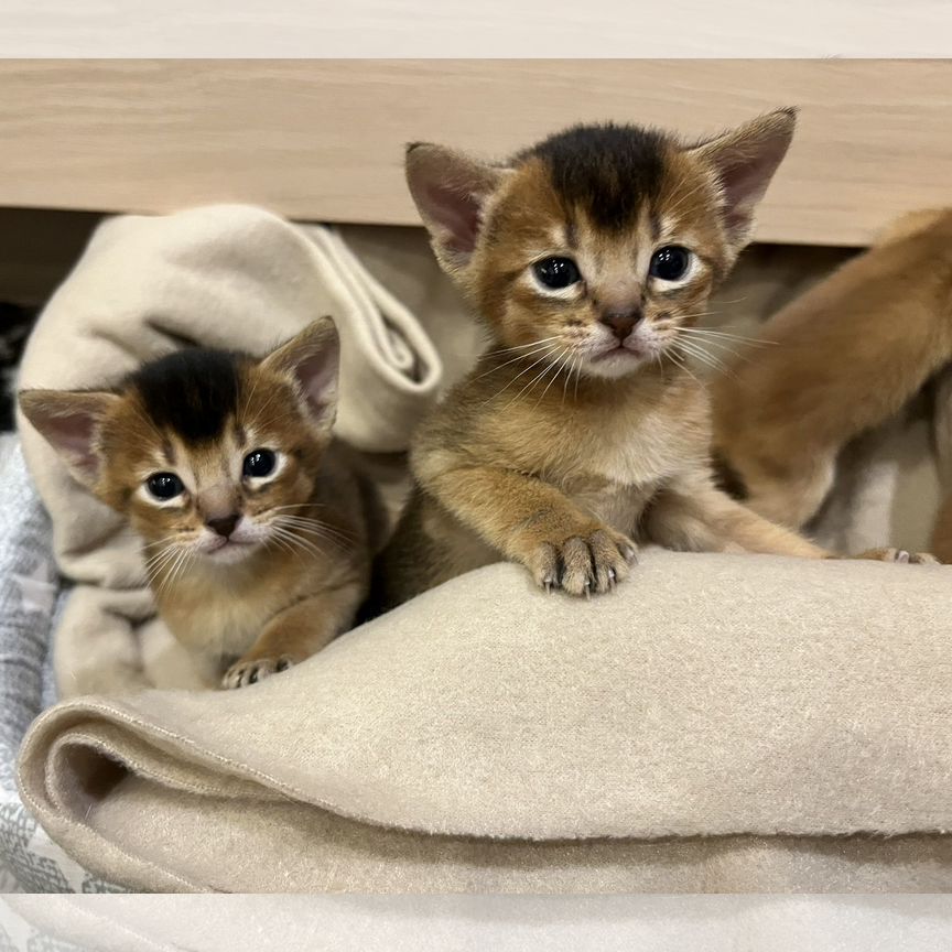 Аббисинские котята