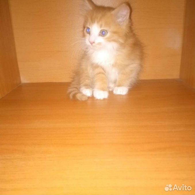 Котята в добрые руки одам бесплатно