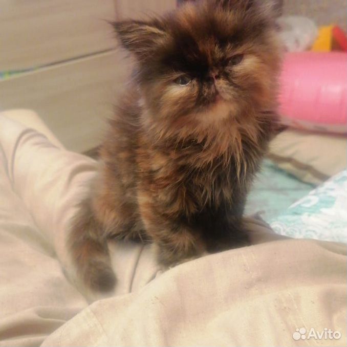 Персидская девочка