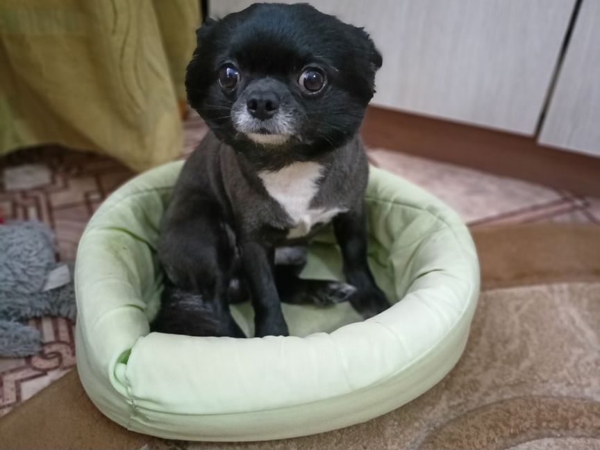 Вязка кобель чихуахуа