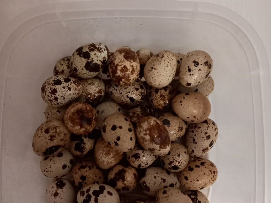 Яйца перепелиные