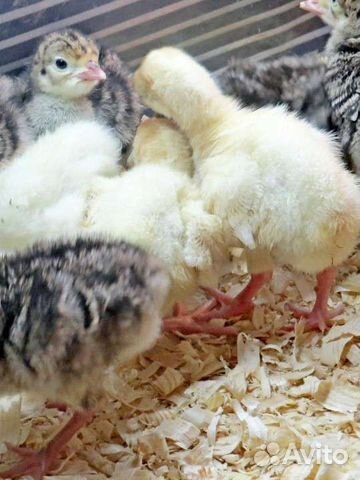 Индюшата бронзы 10 дней(вылуп 28 мая)