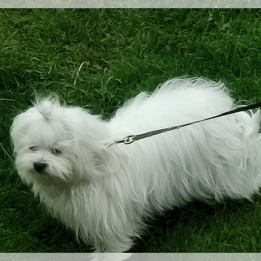 Мальтезе вязка (мальтийская болонка)