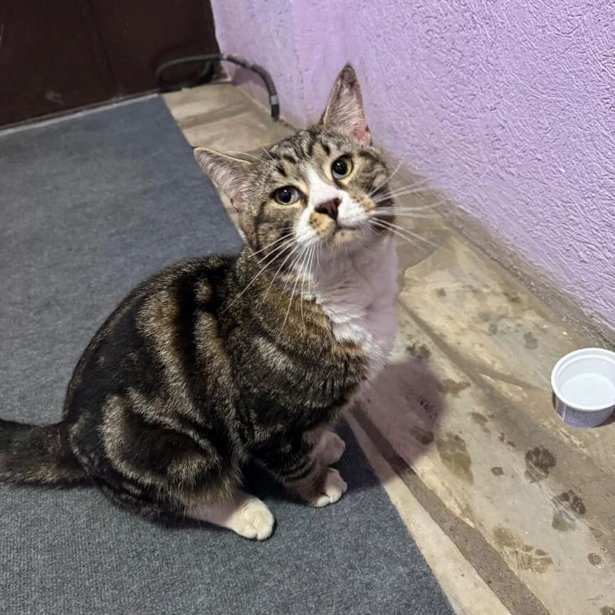 Шикарный котик