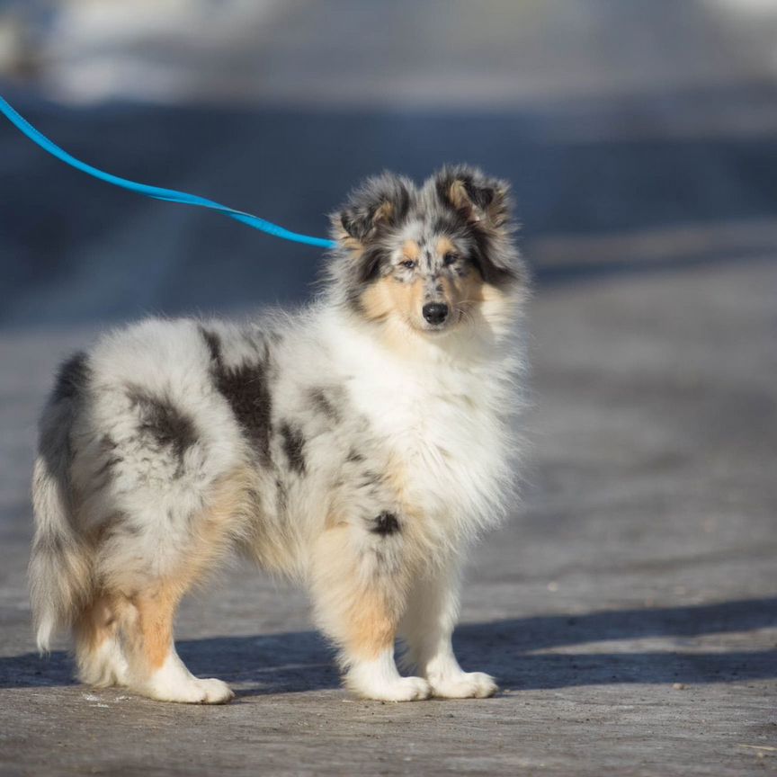 Мальчик колли мраморного окраса