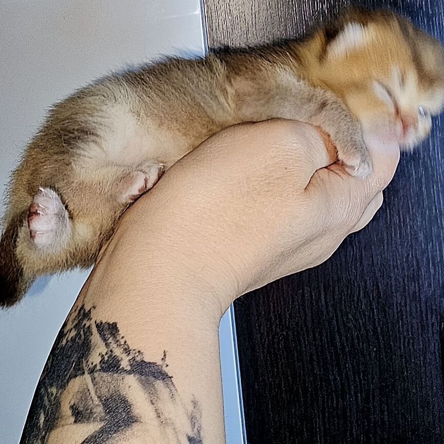 Котик золотой единственный