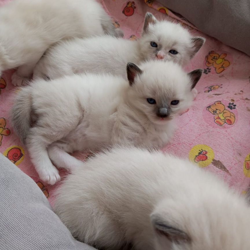 Невские маскарадные котята