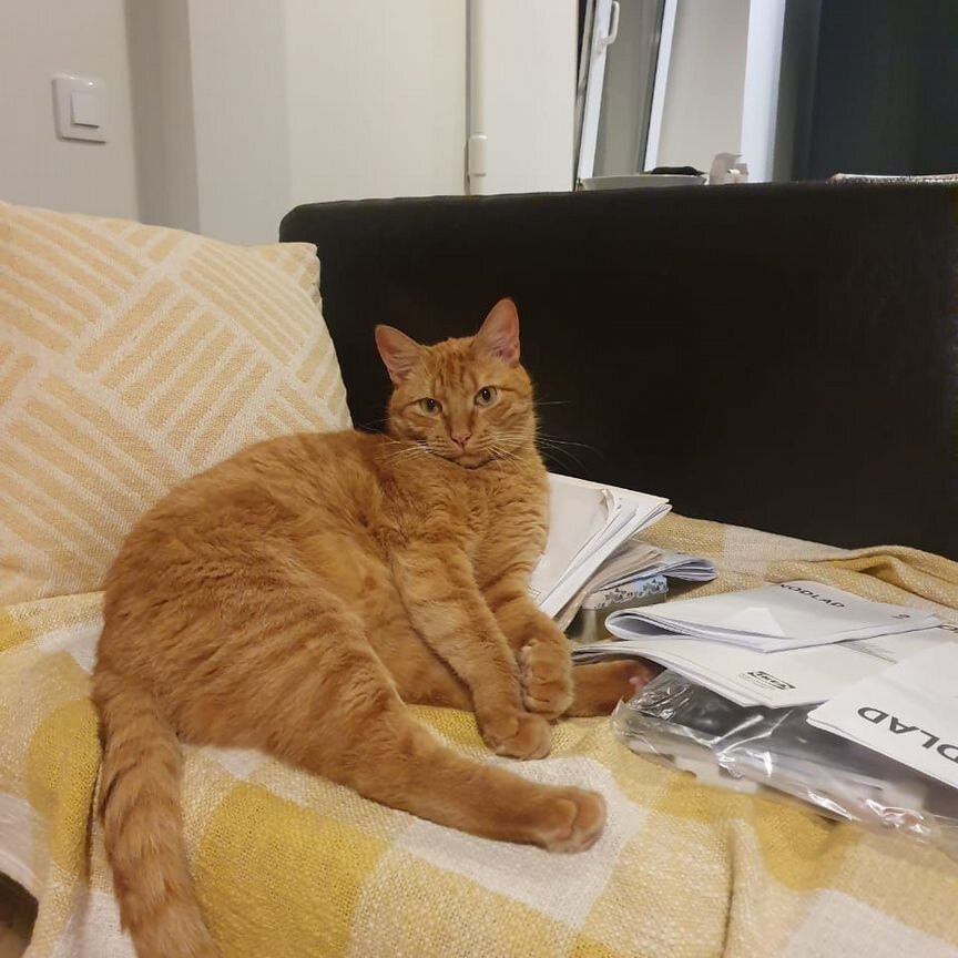 Ищу дом рыжему коту