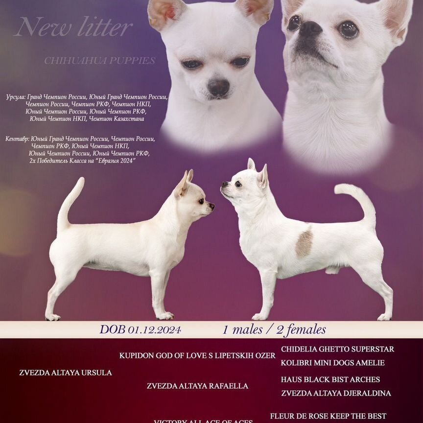 Щенки чихуахуа с документами