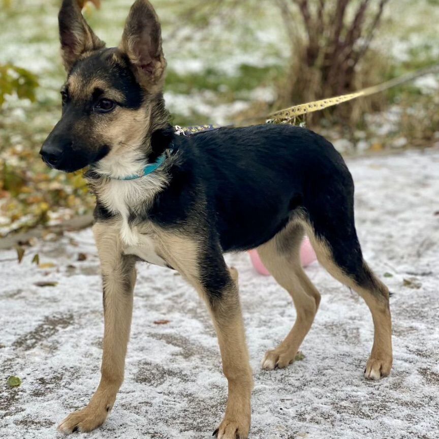 Щенок в добрые руки