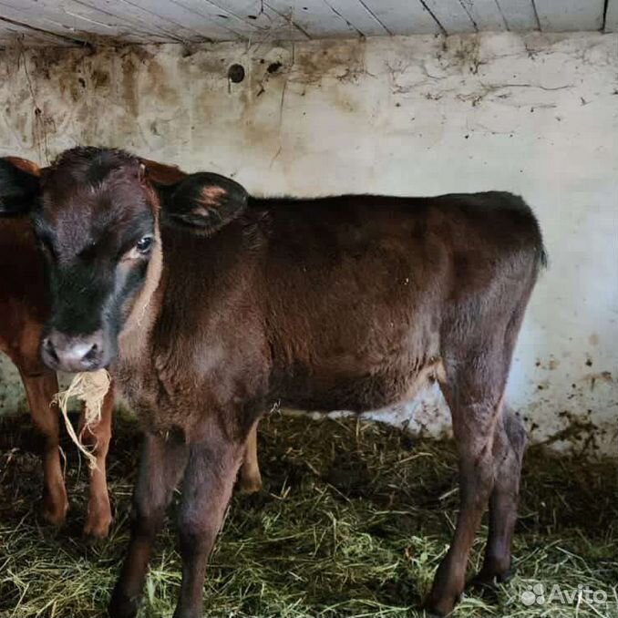 Телка 2 месяца чёрная и 1 год 2 месяца красная