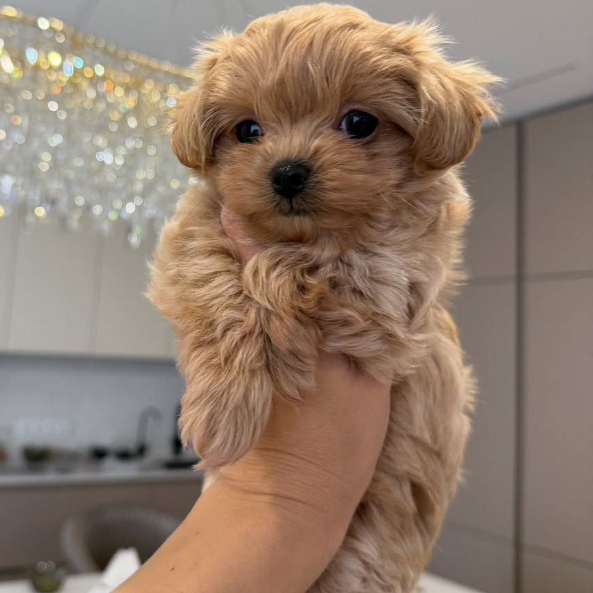 Мальтипу, щенок