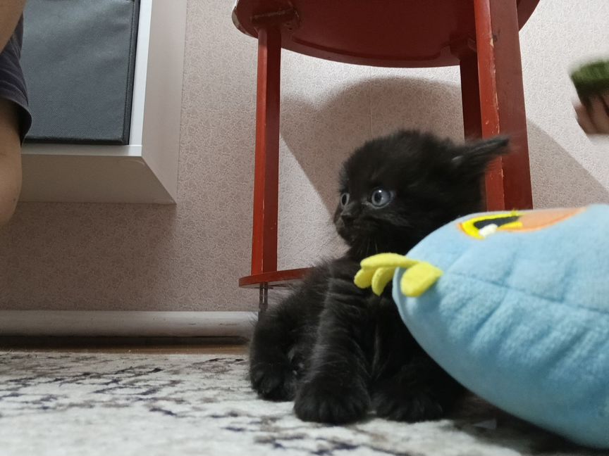Котятки ищут добрых хозяев